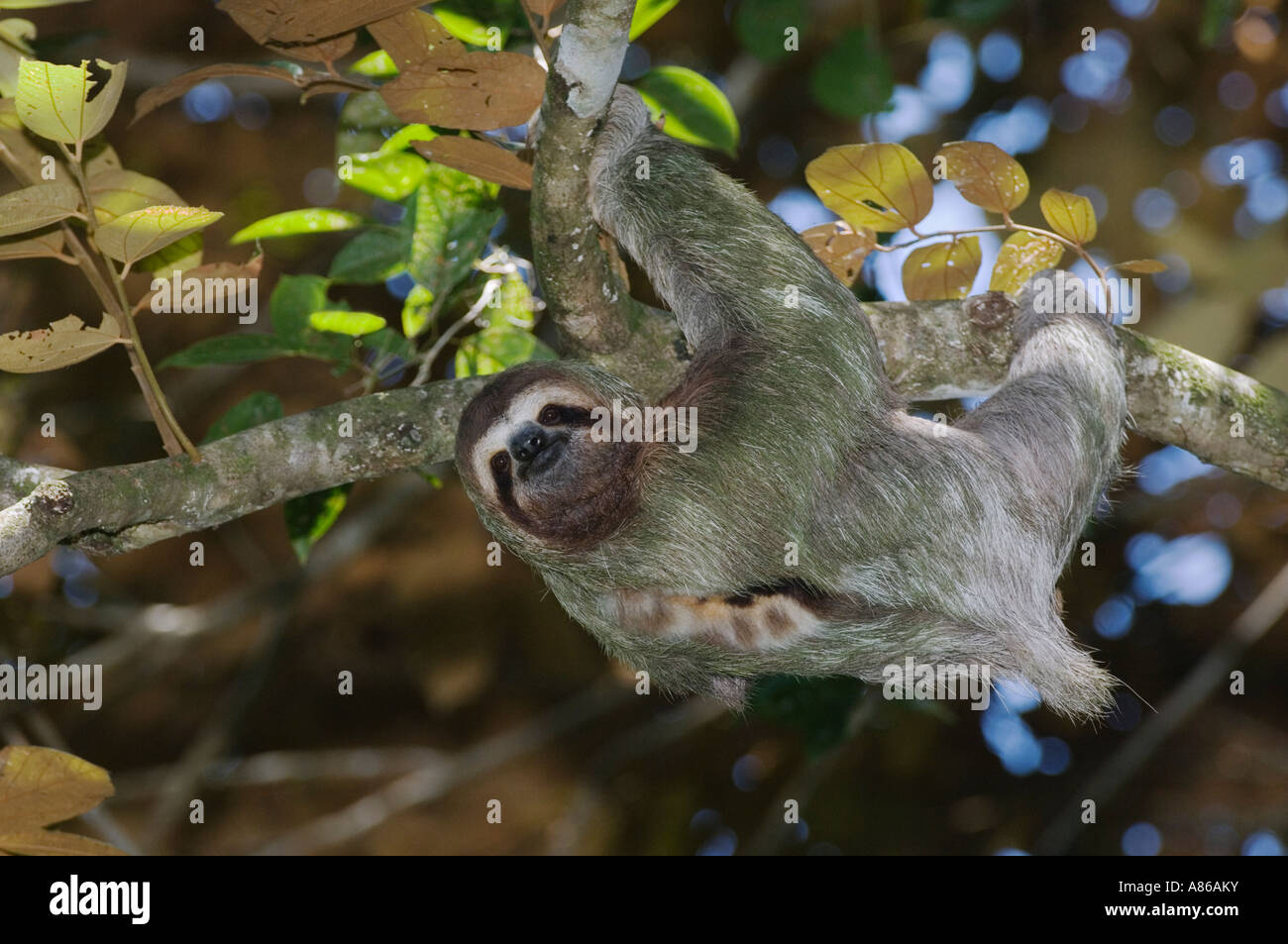 Brown-throated Three-toed Sloth Bradypus variegatus male Manuel Antonio ...