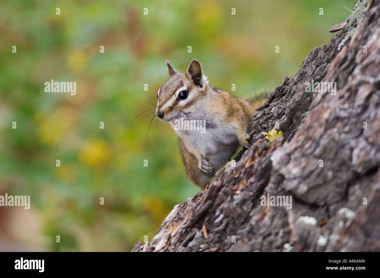 Uinta Chipmunk Tamias umbrinus adult Rocky Mountain National Park ...