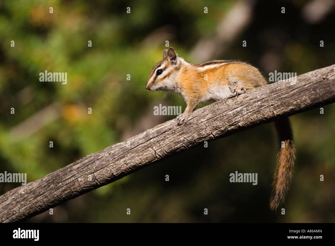 Side profile of chipmunk hi-res stock photography and images - Alamy