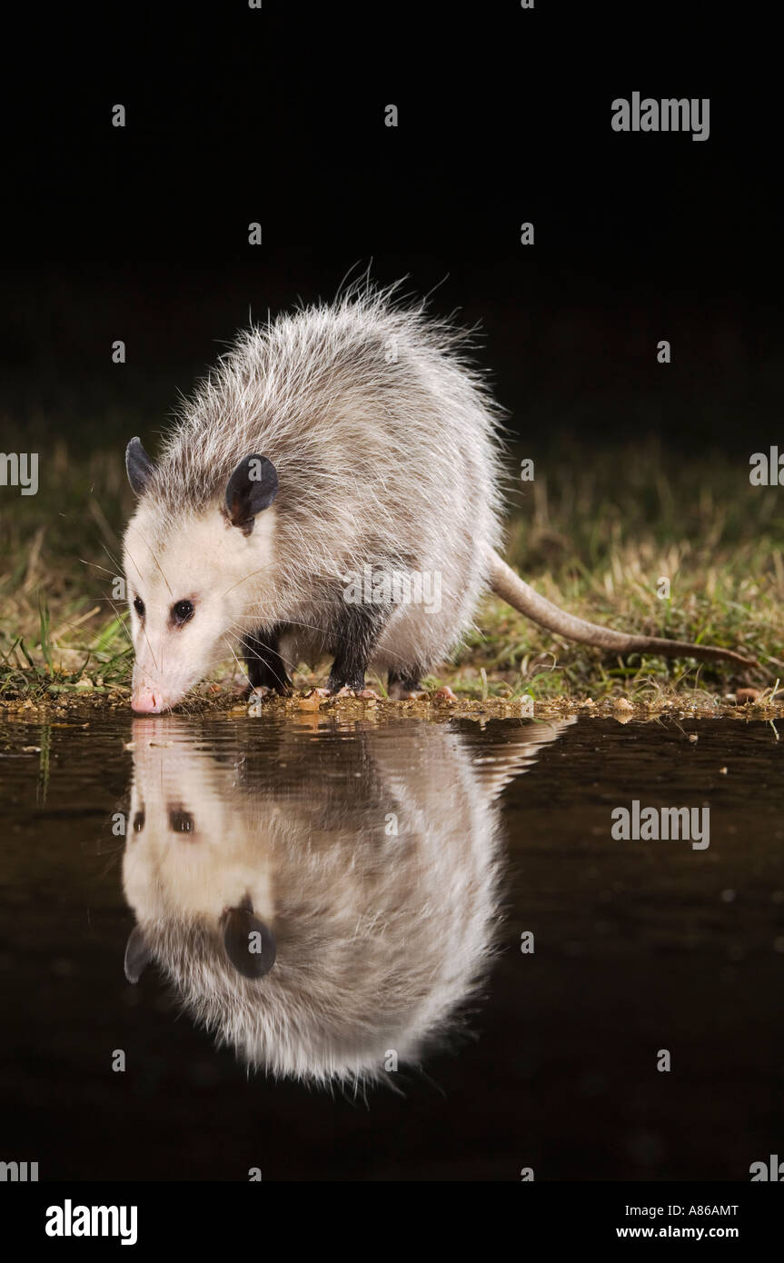Virginia Opossum Didelphis virginiana adult at night drinking Uvalde ...