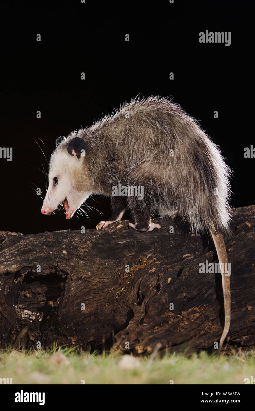 Opossum opossums hi-res stock photography and images - Alamy