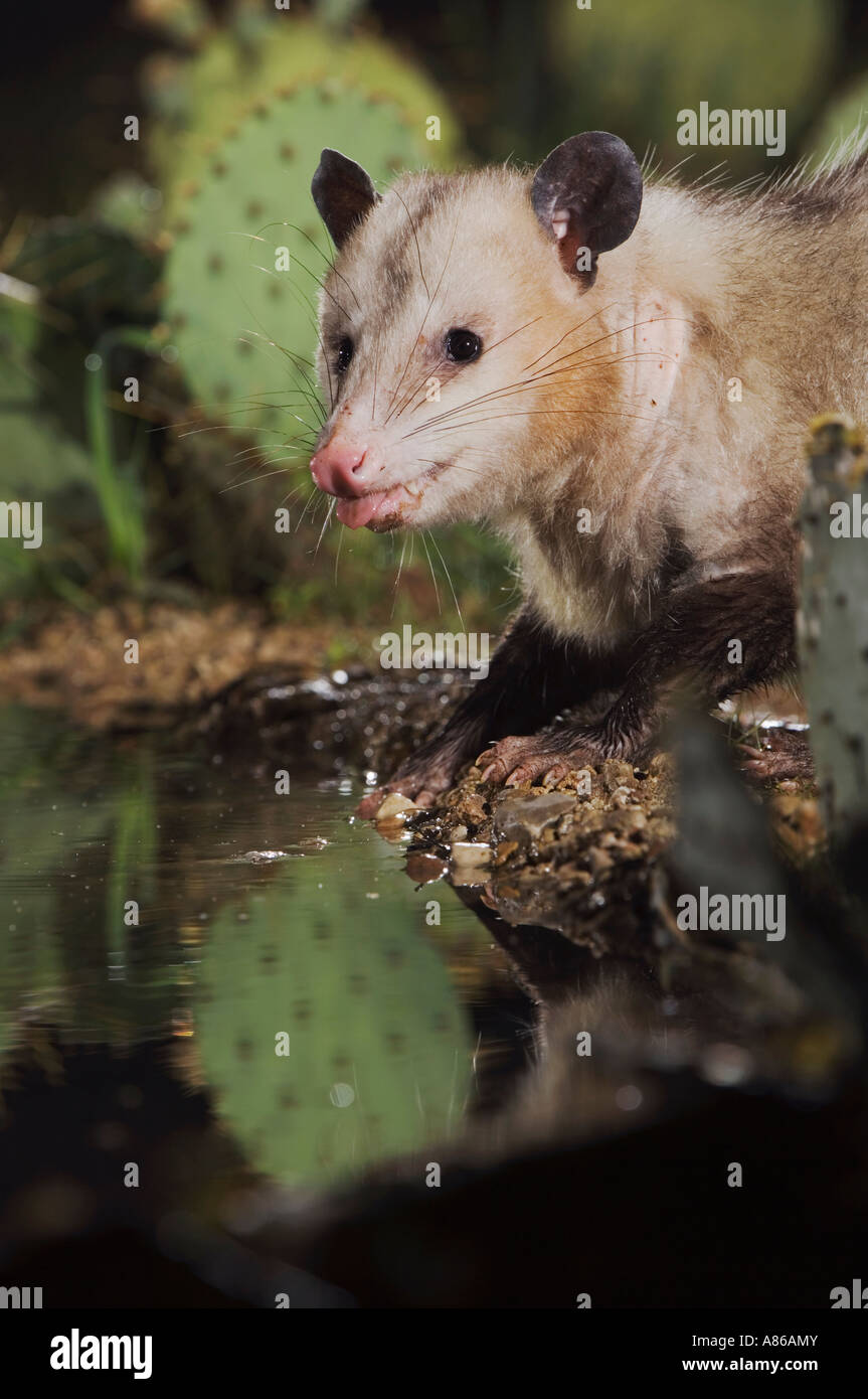 Virginia Opossum Didelphis virginiana adult at night drinking Uvalde ...