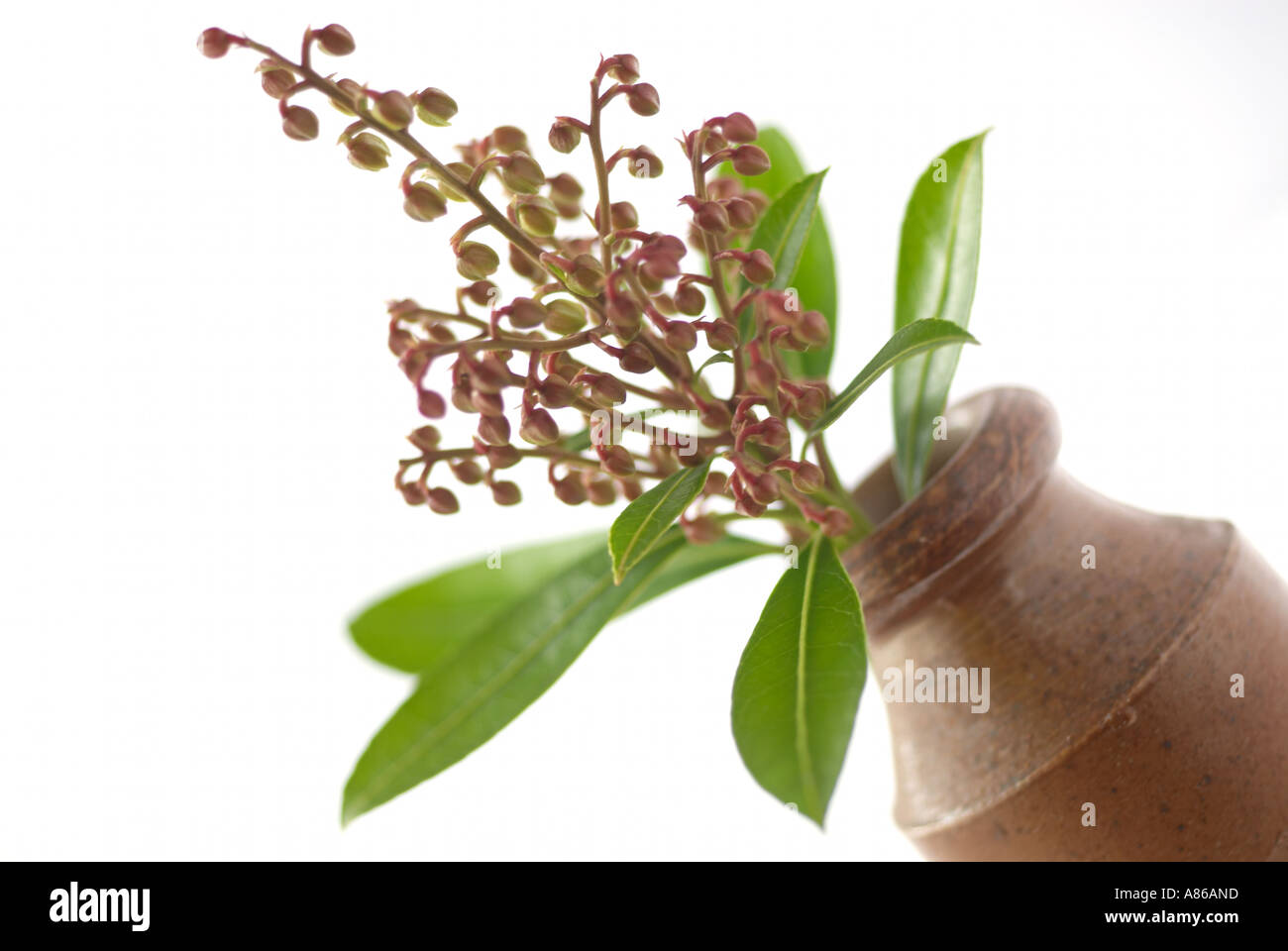 Ericaceous container hi-res stock photography and images - Alamy