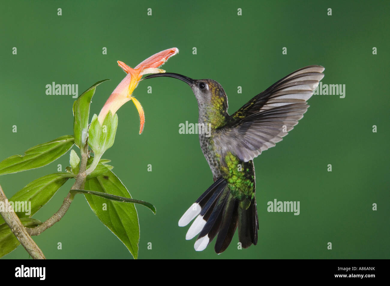 Violet Sabrewing Hummingbird Campylopterus hemileucurus female in ...