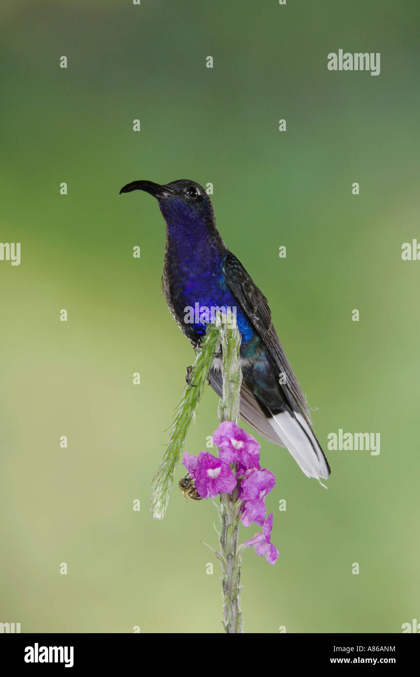 Violet Sabrewing Hummingbird Campylopterus hemileucurus male perched on ...
