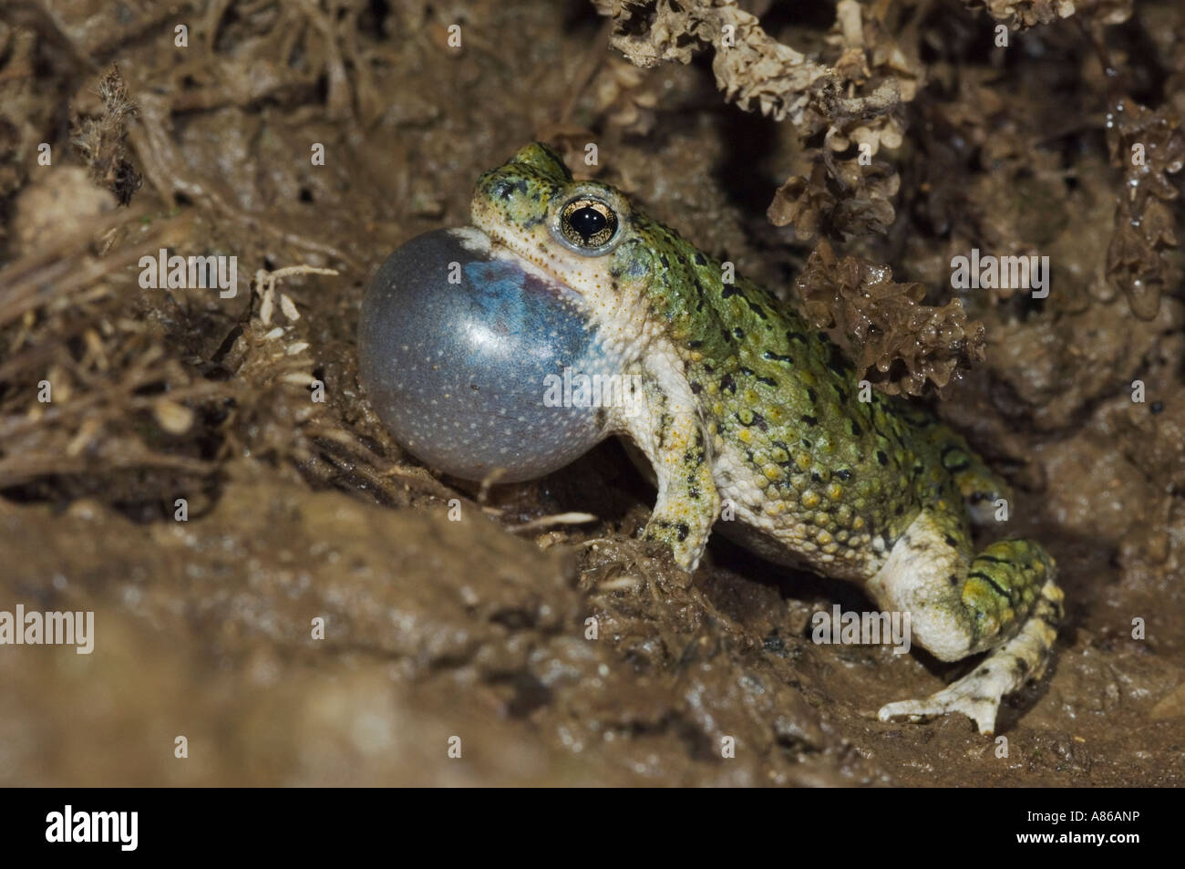 Arizona water display hi-res stock photography and images - Alamy