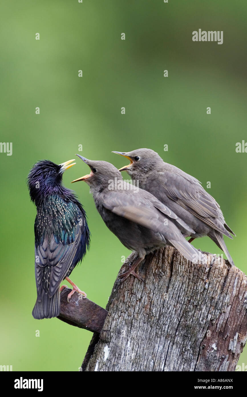 Adult starling bird hi-res stock photography and images - Alamy