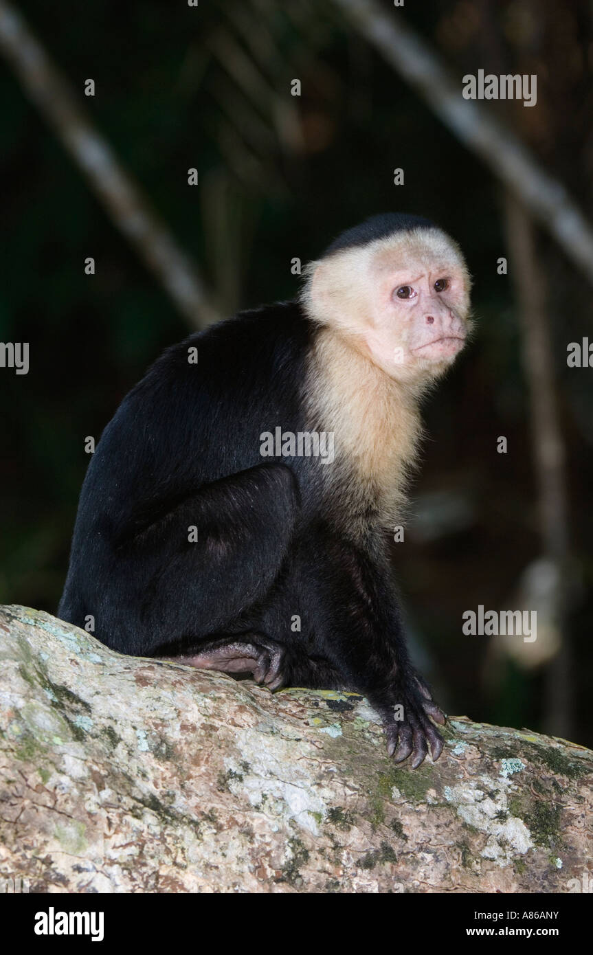 White-faced Capuchin Cebus capucinus adult on palm tree Manuel Antonio ...