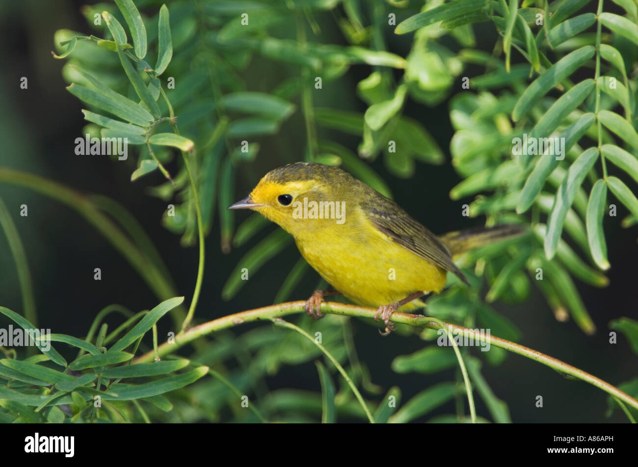 Wilson's Warbler Wilsonia pusilla female South Padre Island Texas USA ...