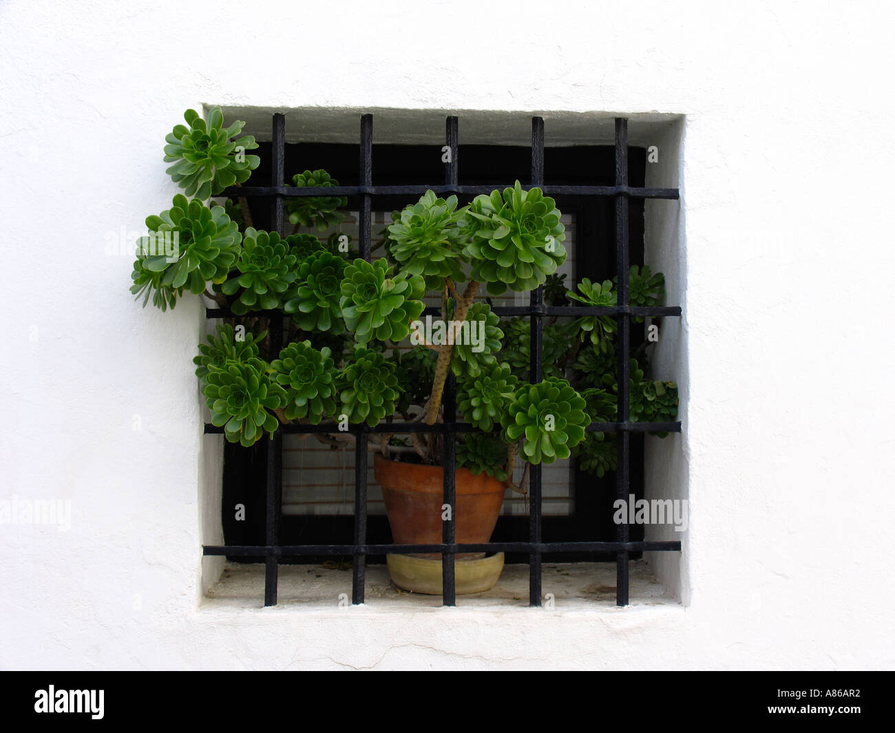 Typical spanish window with a plant Stock Photo - Alamy
