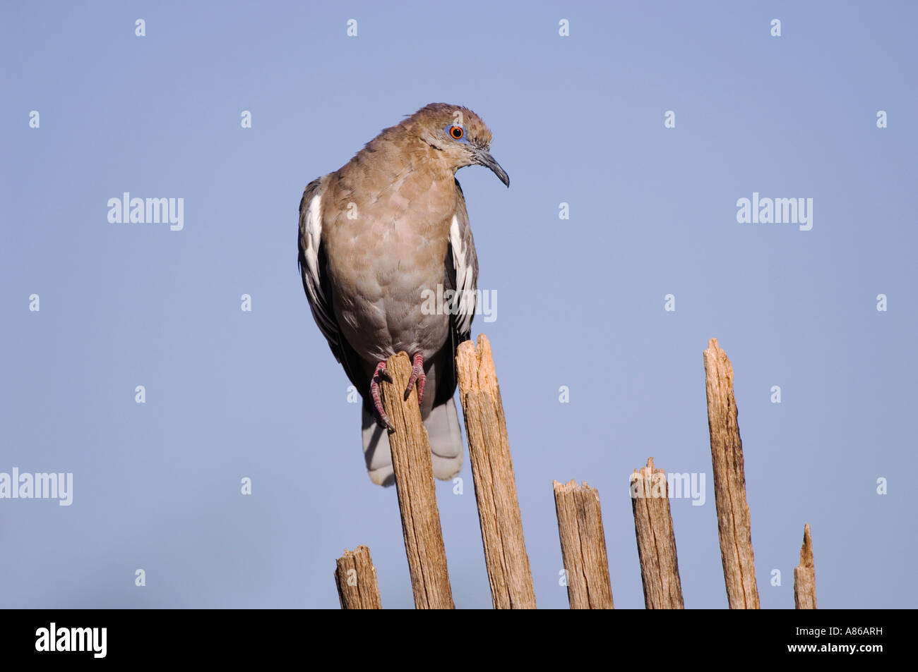 White winged doves arizona hi-res stock photography and images - Alamy