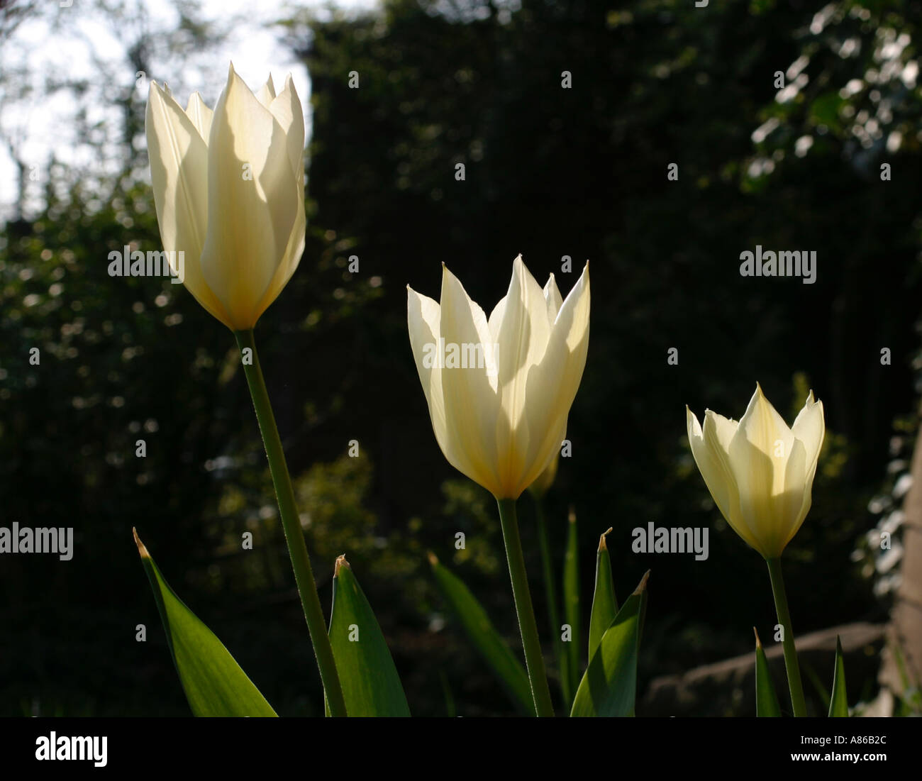 Three different heights hi-res stock photography and images - Alamy