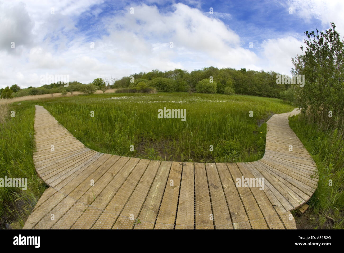 Board Walk On Boggy Nature Reserve Stock Photo - Alamy
