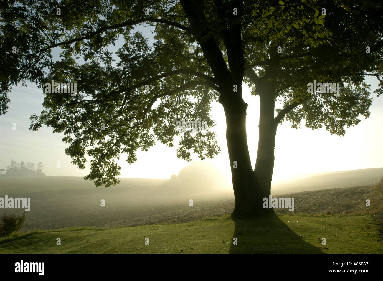 Tree in morning mist Stock Photo - Alamy