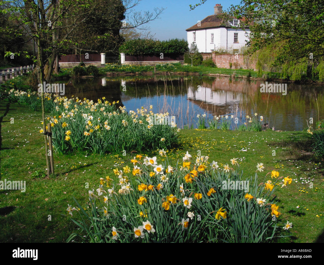Typical English country village spring scene, Somerleyton Village Pond ...