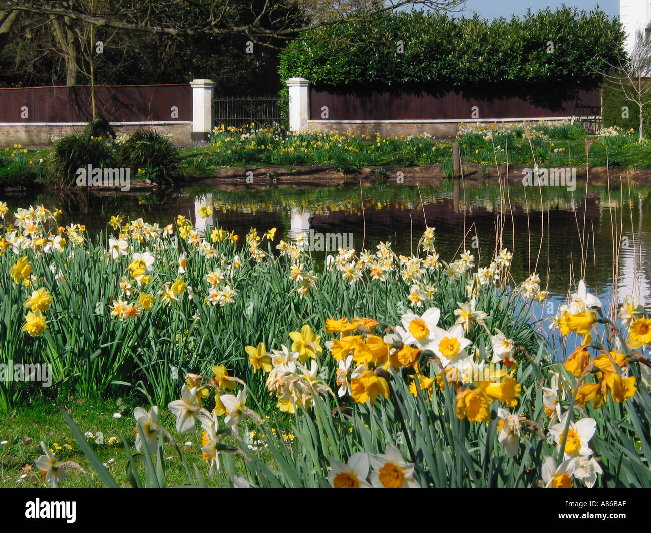 Typical Country Village Spring Scene Somerleyton Village Pond Suffolk ...