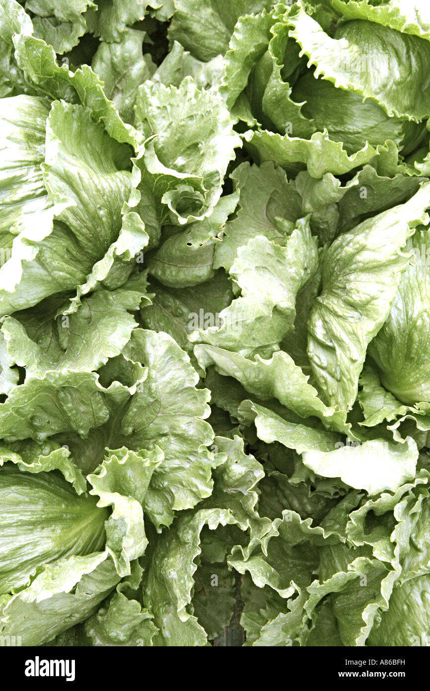 Close-up of fresh lettuce Stock Photo - Alamy