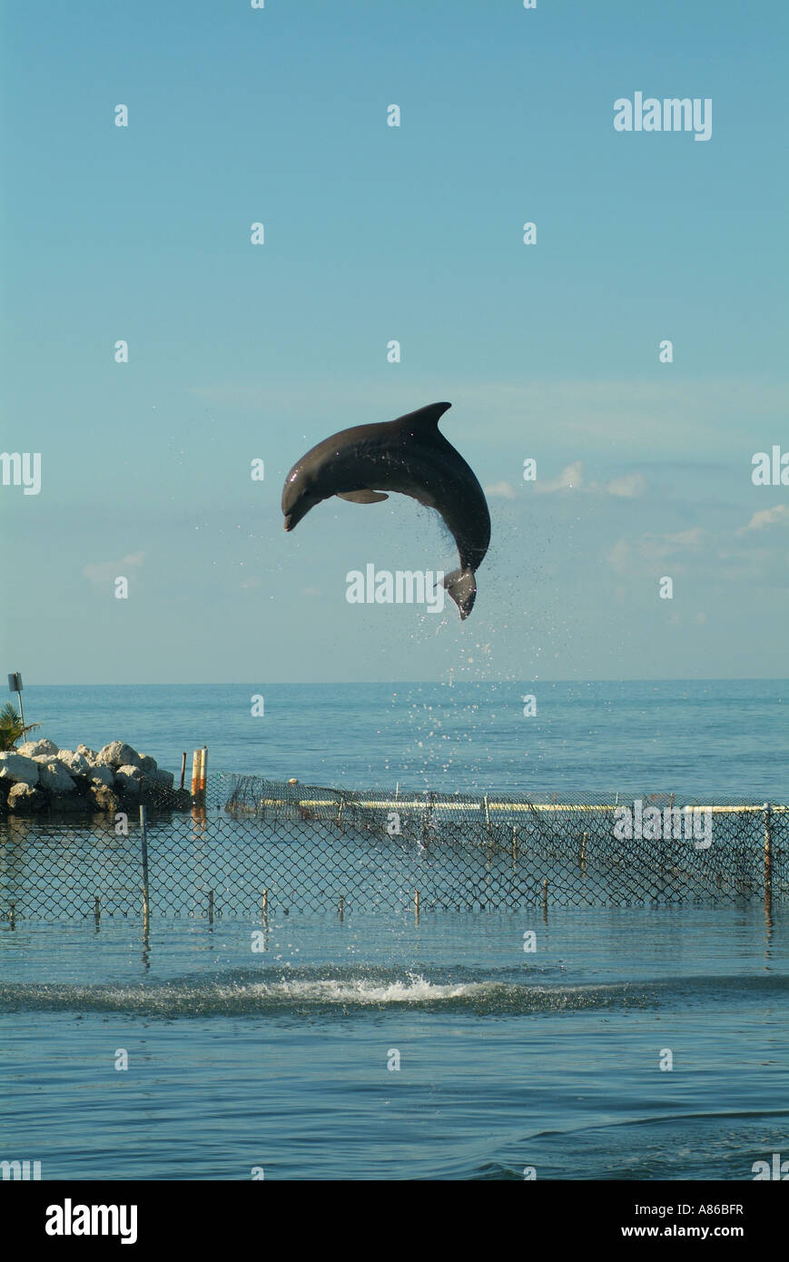 Dolphin research center florida keys hi-res stock photography and ...