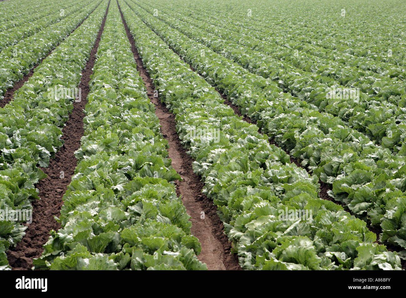 View of a crop of lettuce Stock Photo - Alamy