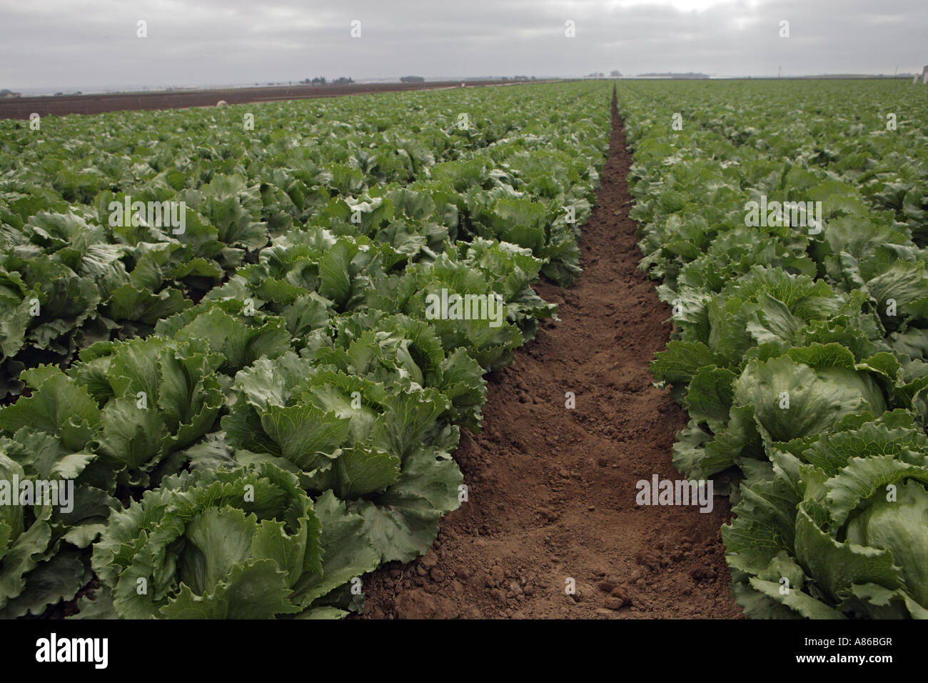 View of a crop of lettuce Stock Photo - Alamy