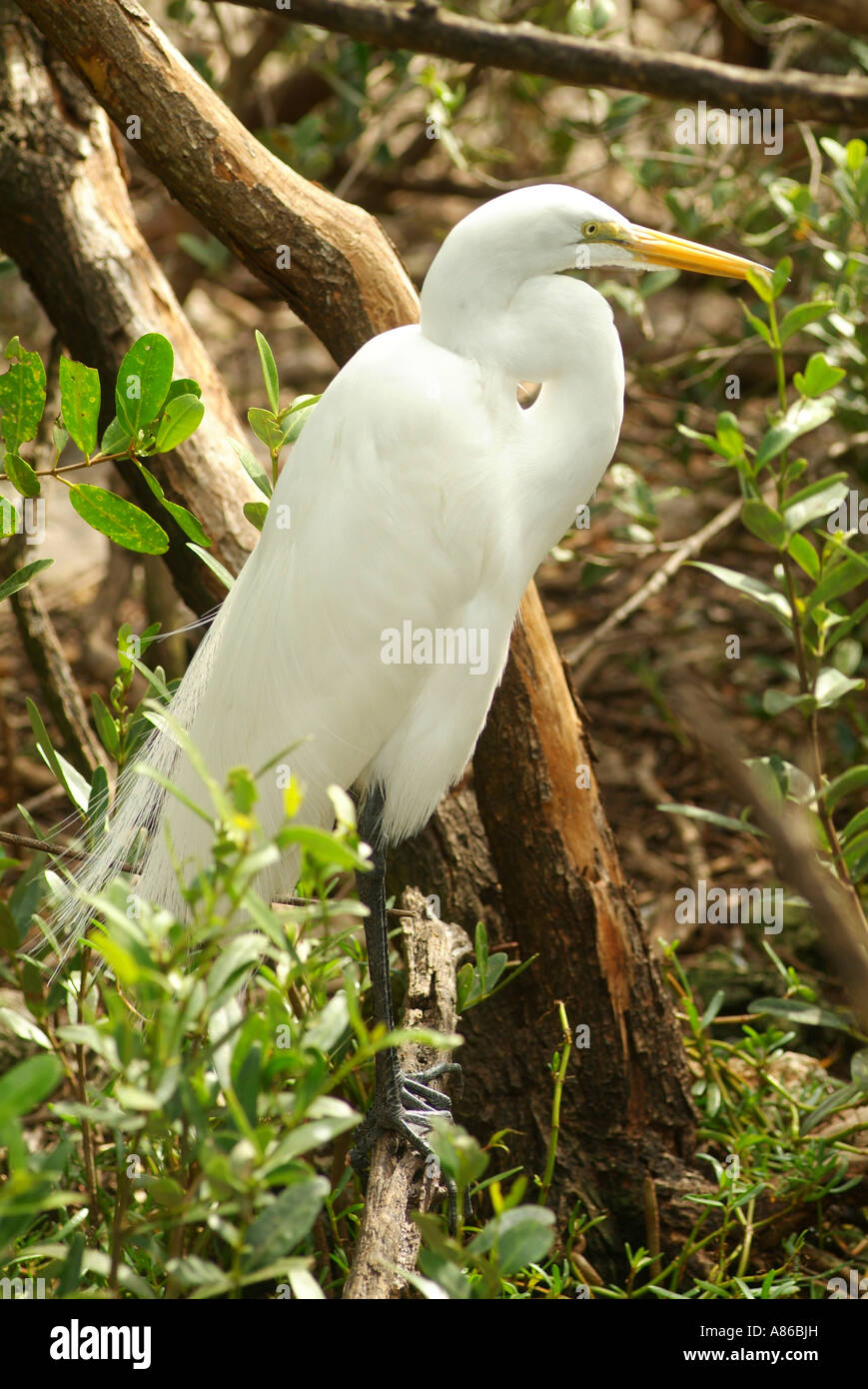 A great egret in a mangrove swamp in the Upper Keys Florida Stock Photo ...