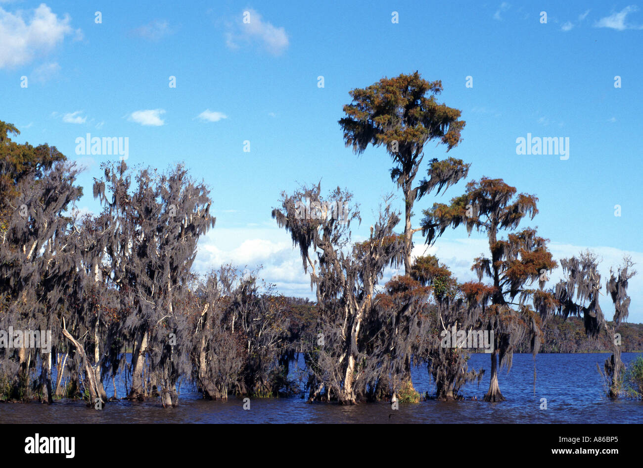 United States USA Louisiana Bayous River tree intracoastal waterway ...