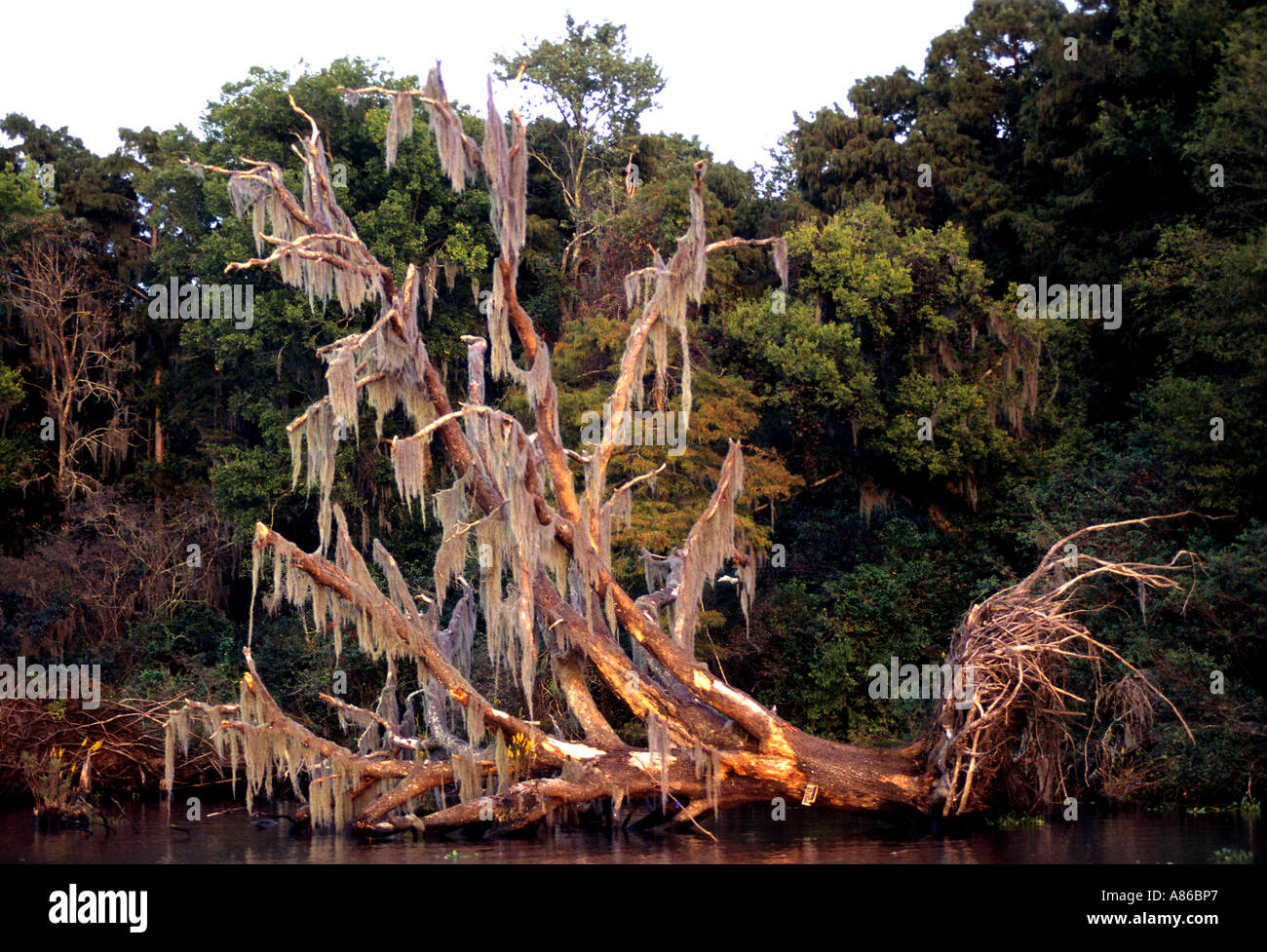United States USA Louisiana Bayous River tree intracoastal waterway ...
