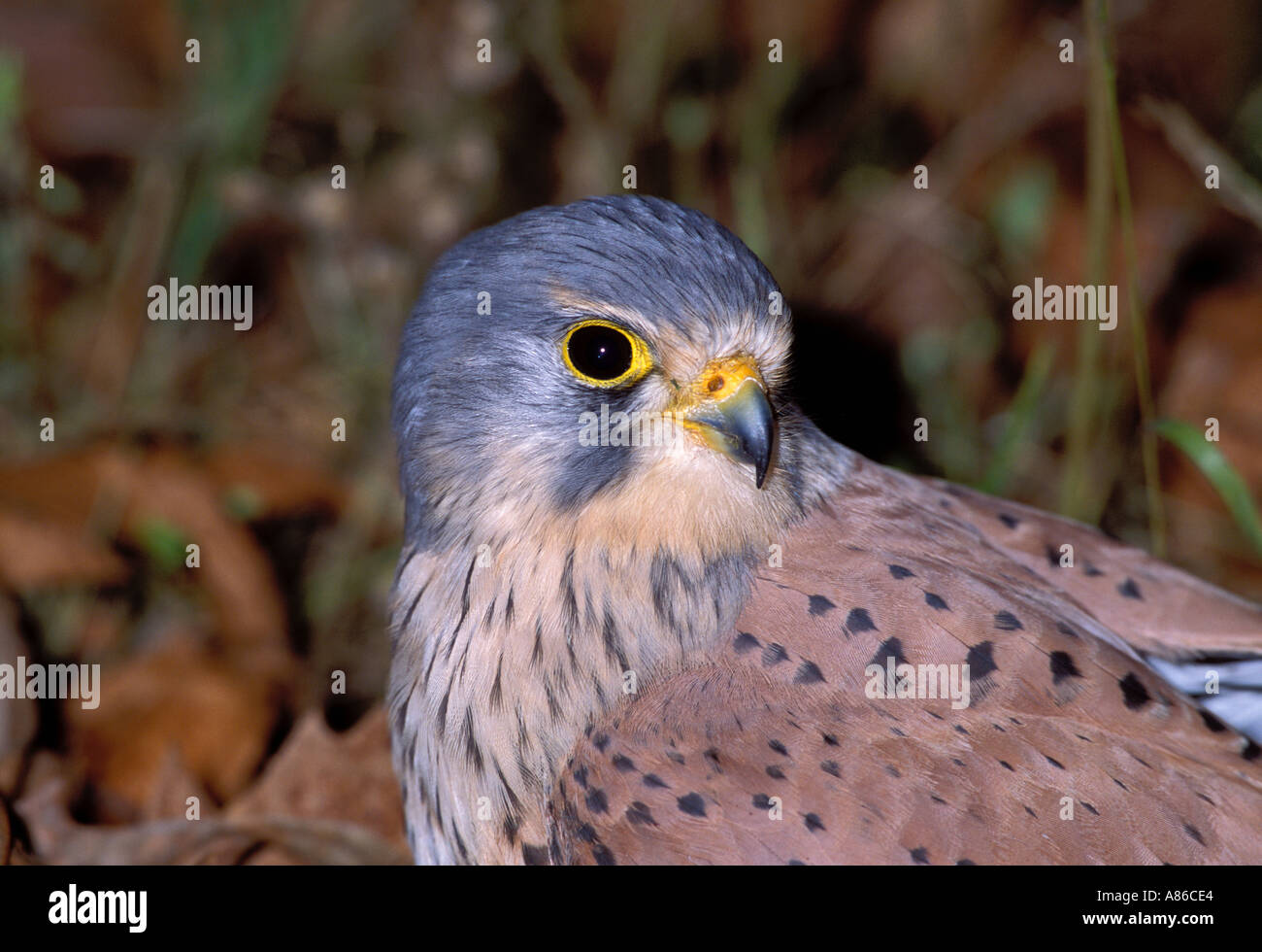 Kestrel. Falco tinnunculus. Male head Stock Photo - Alamy
