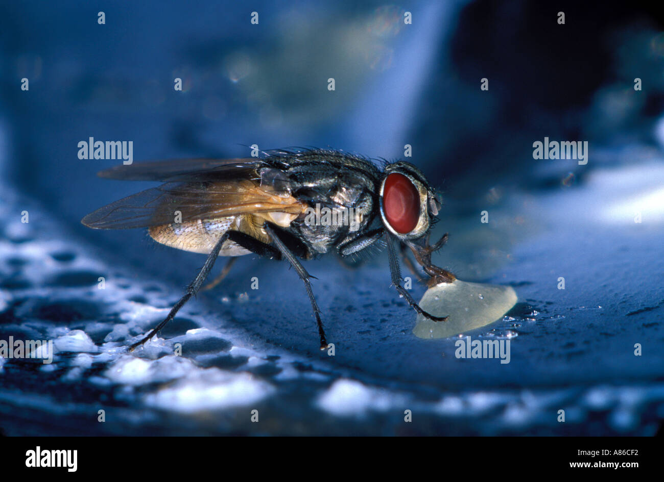 Musca domestica feeding hi-res stock photography and images - Alamy