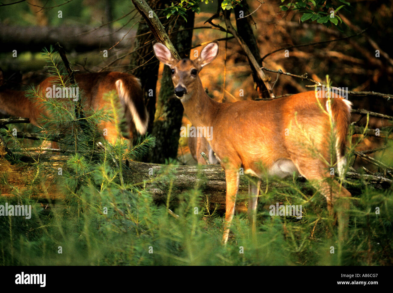 Deer north carolina hi-res stock photography and images - Alamy