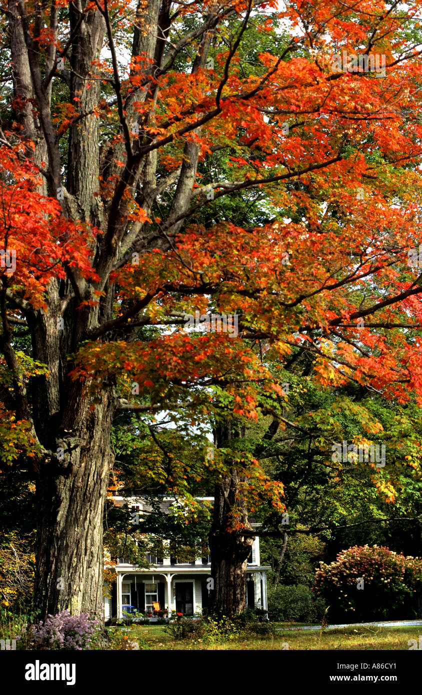 Massachusetts plants hi-res stock photography and images - Alamy