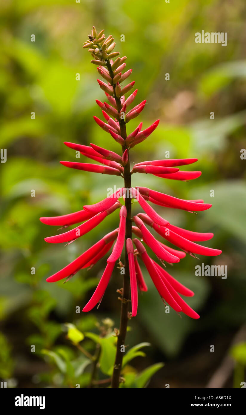 Coral bean hi-res stock photography and images - Alamy