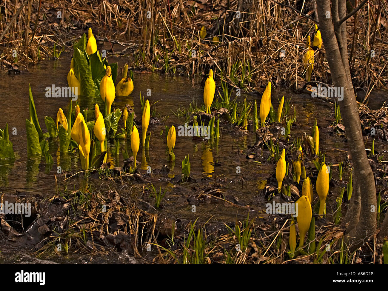 Skunk lily hi-res stock photography and images - Alamy
