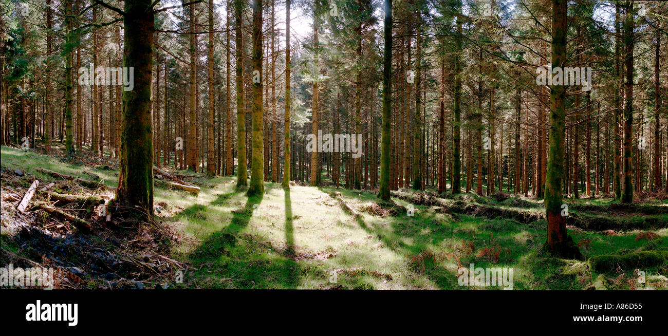 Welsh forest hi-res stock photography and images - Alamy