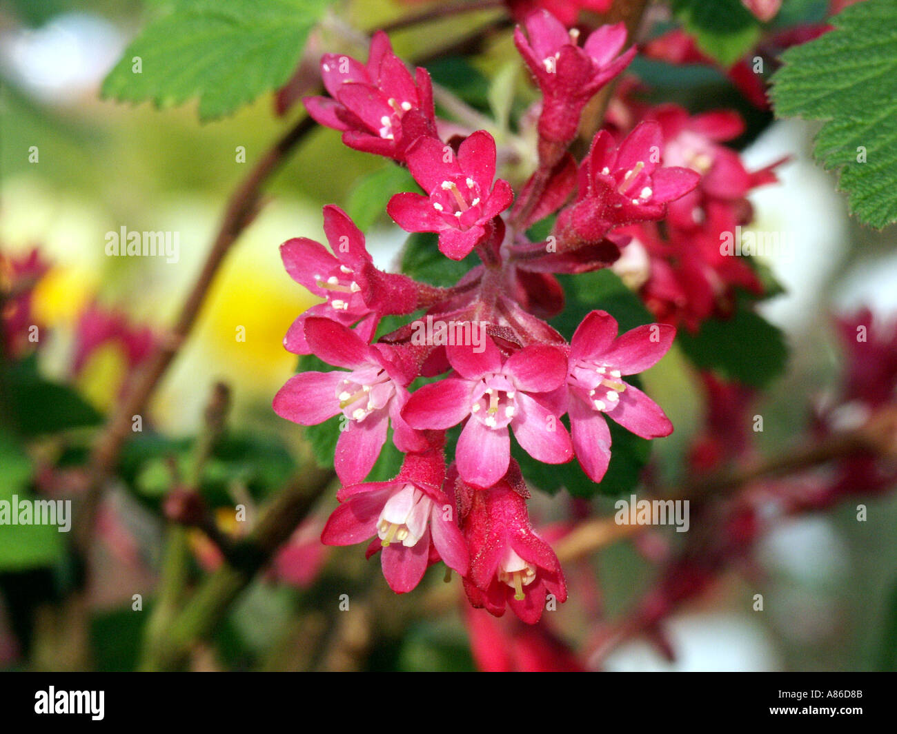Ribes sanguineum scarlet hi-res stock photography and images - Alamy