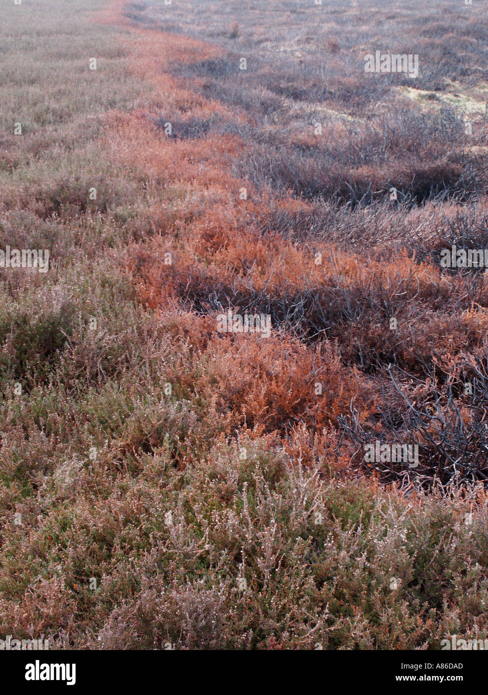 Burnt patch hi-res stock photography and images - Alamy
