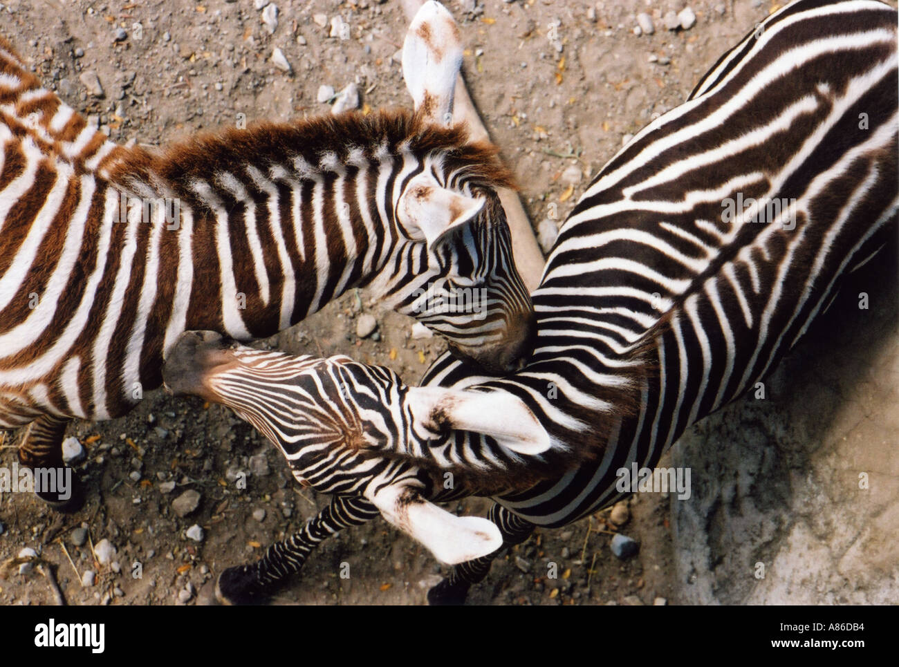 Elevated view of zebras Stock Photo - Alamy