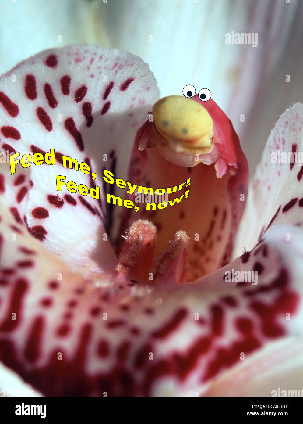Feed me seymour hi-res stock photography and images - Alamy