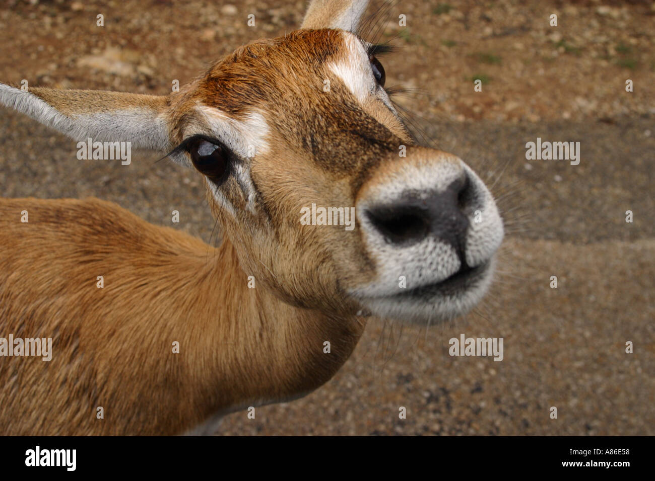 Immature Blackbuck Antelope Stock Photo - Alamy