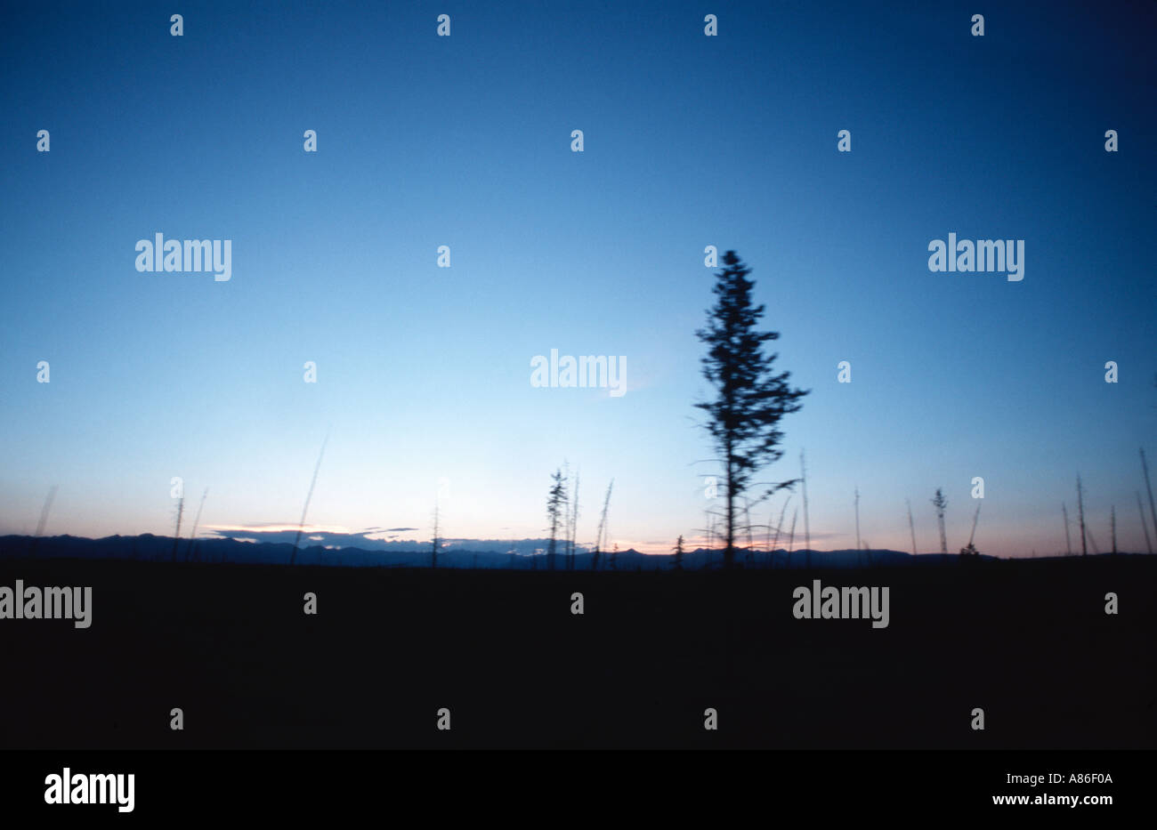 Tree in Yellowstone Stock Photo - Alamy