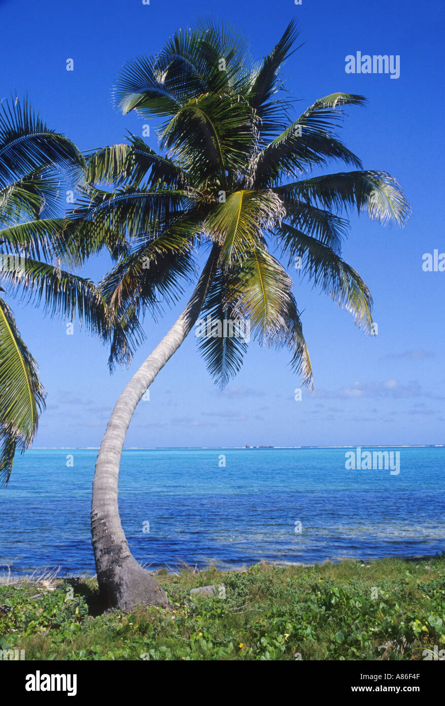 Half Moon Caye Palm Trees Belize Central America Stock Photo - Alamy