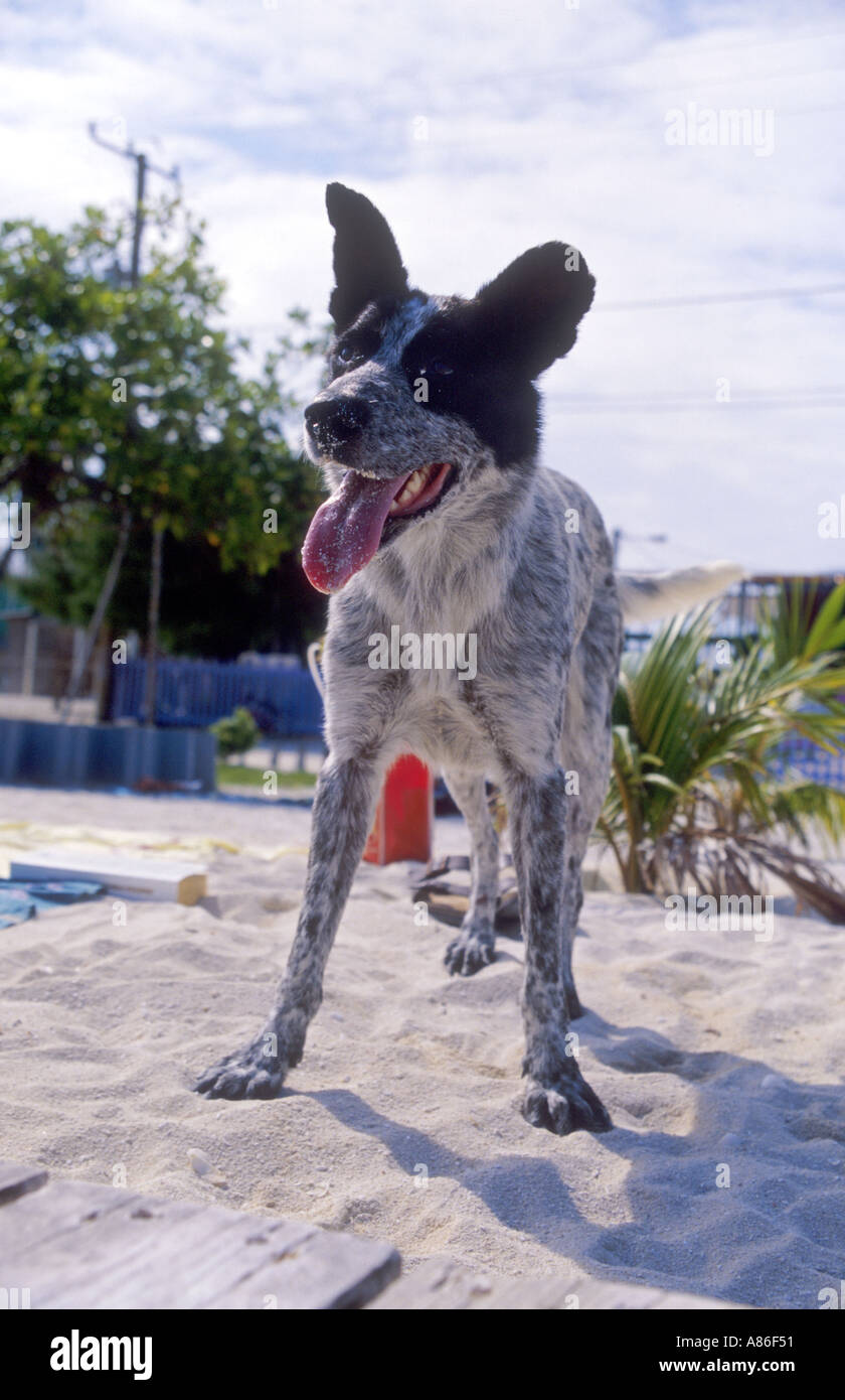 Caye caulker hi-res stock photography and images - Alamy