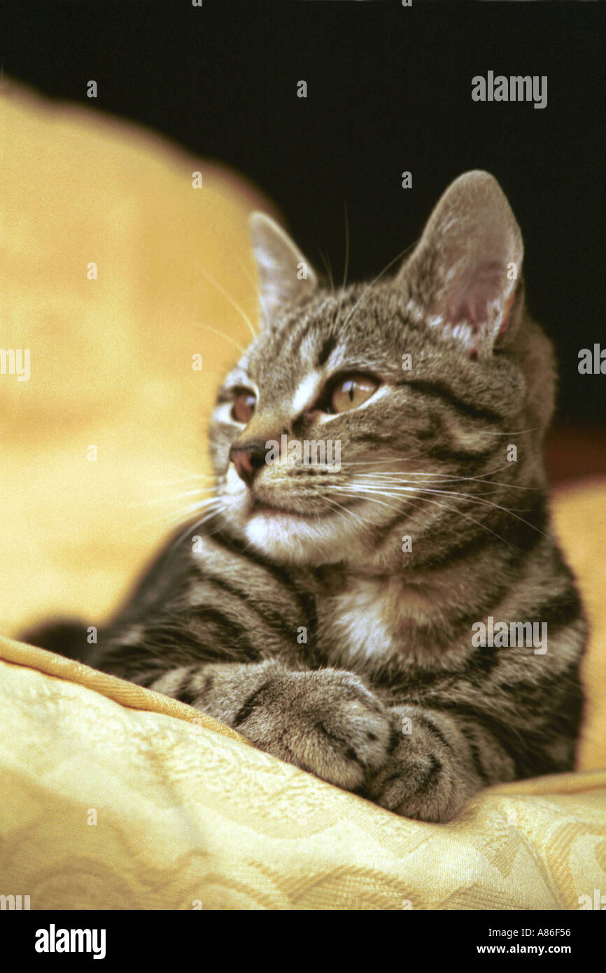 Domestic male tabby cat relaxing Stock Photo - Alamy