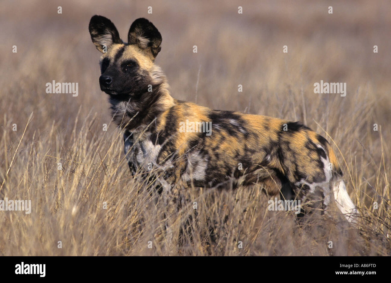 African wild dog Lycaon pictus South Africa Stock Photo - Alamy