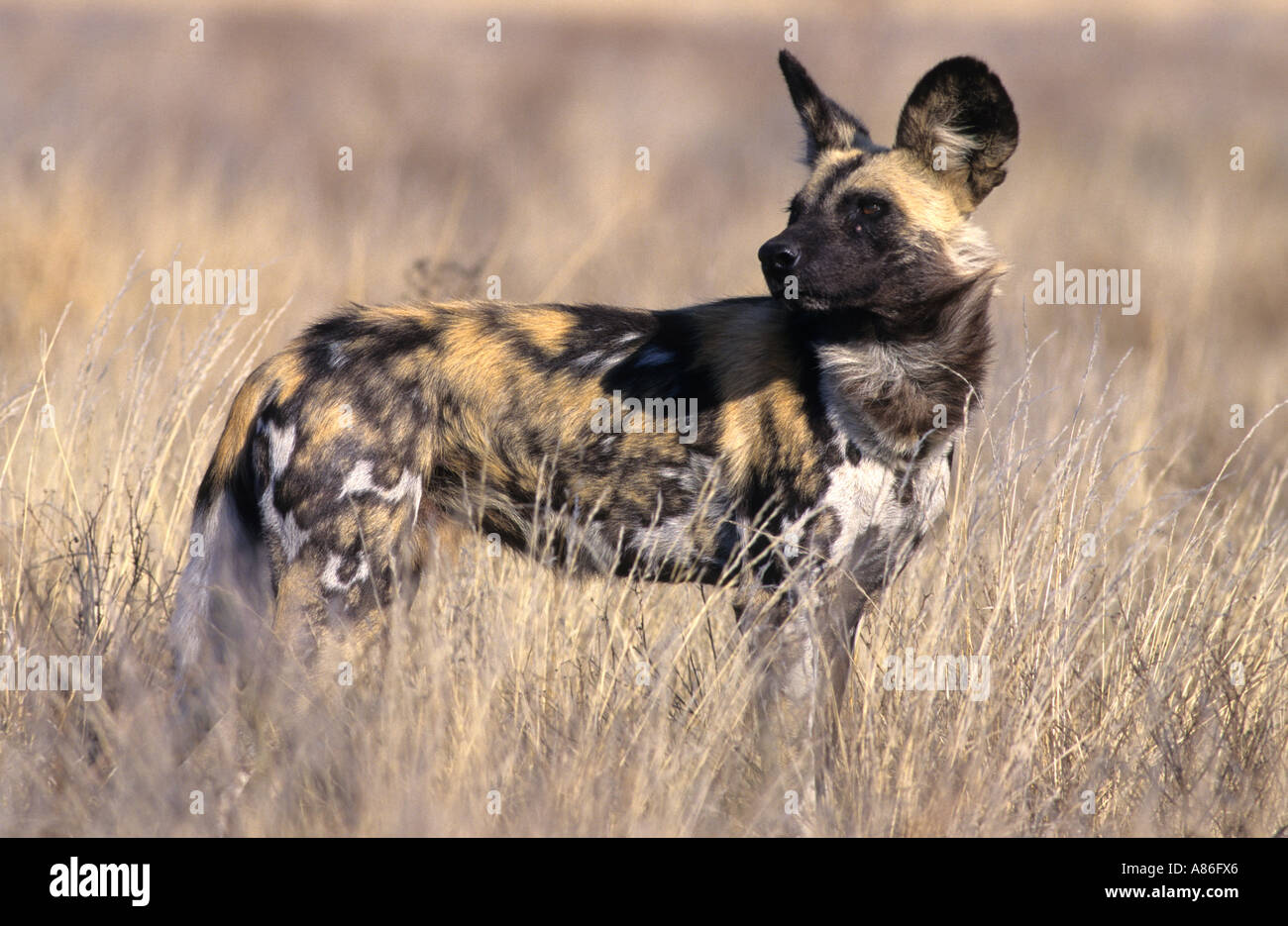 African wild dog Lycaon pictus South Africa Stock Photo - Alamy