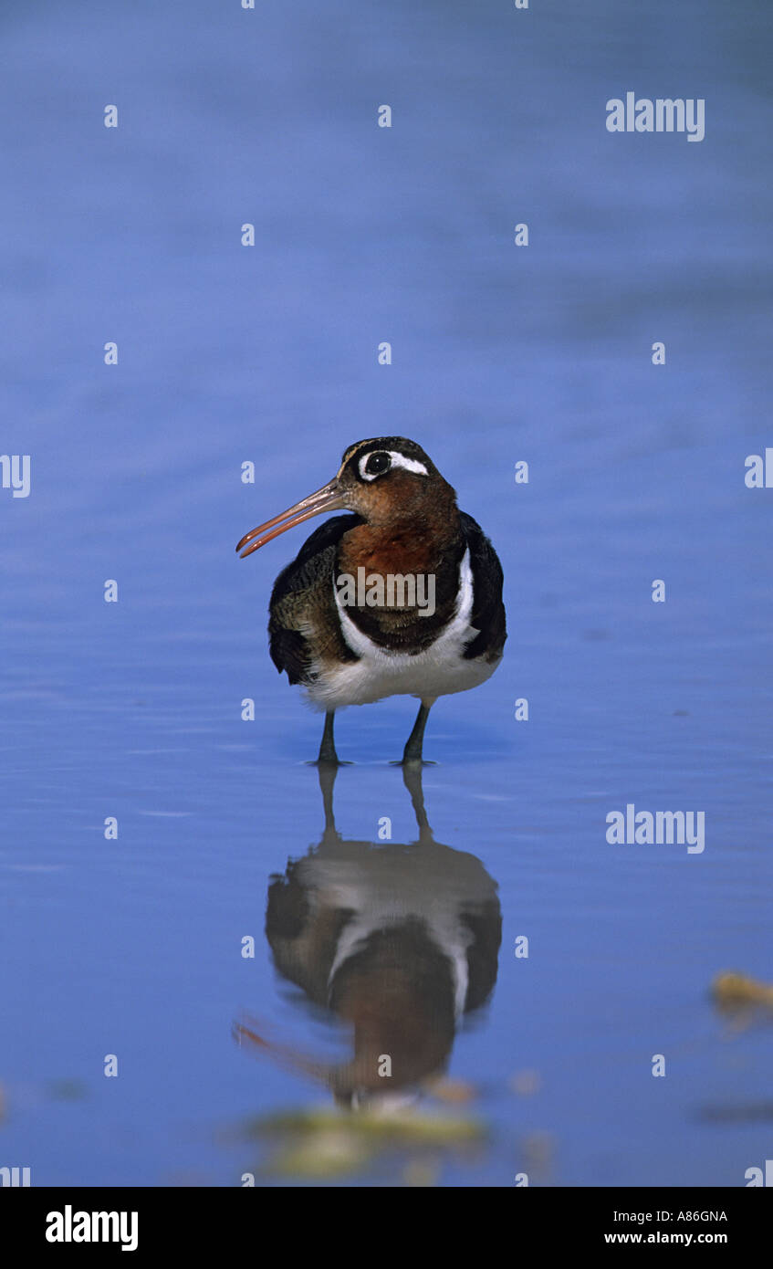 Greater painted snipe Rostratula benghalensis female Etosha National ...