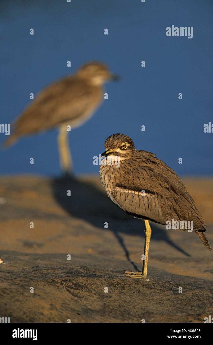 Water Dikkop Burhinus Vermiculatus High Resolution Stock Photography ...