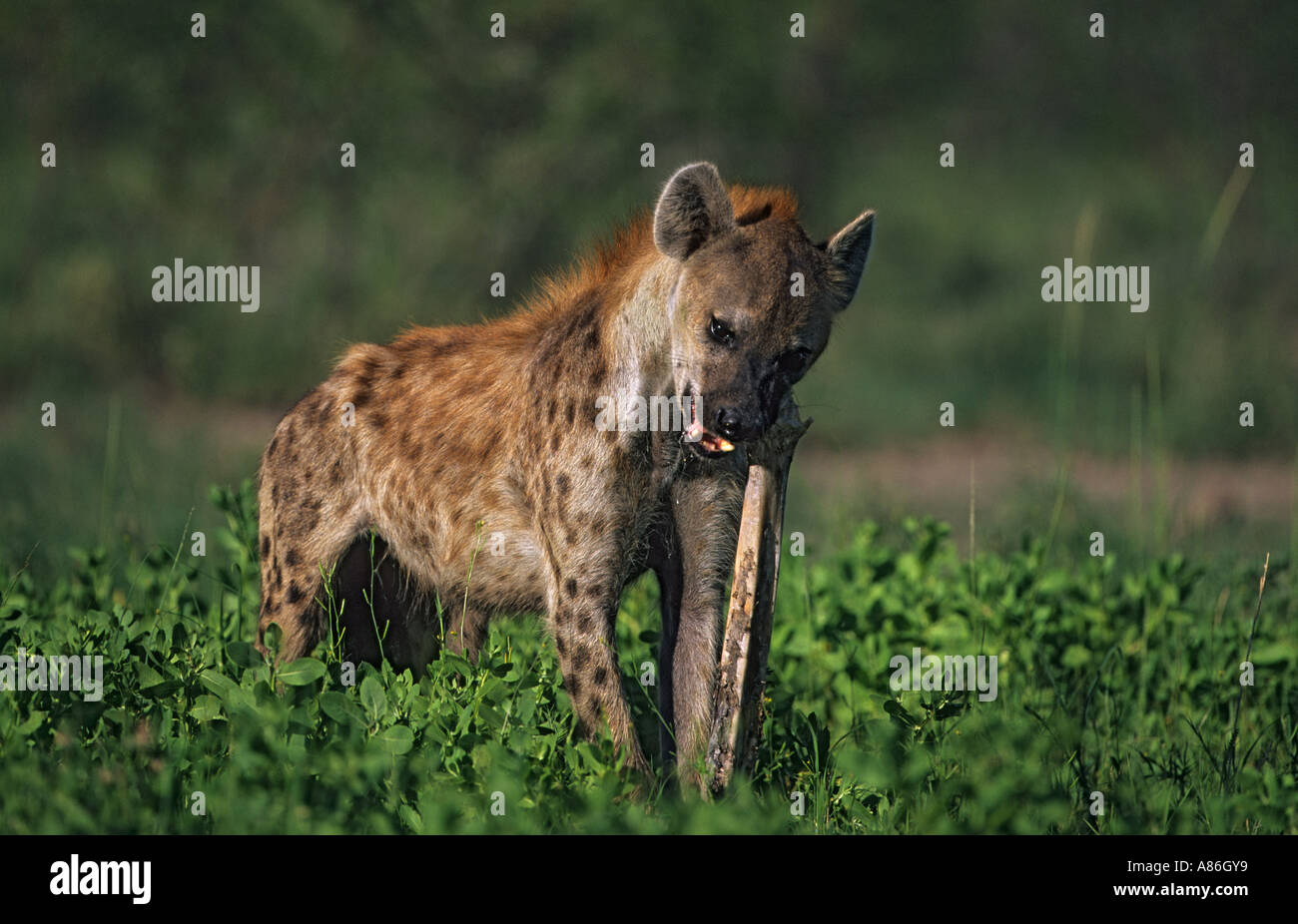 Spotted hyena eating bone hi-res stock photography and images - Alamy