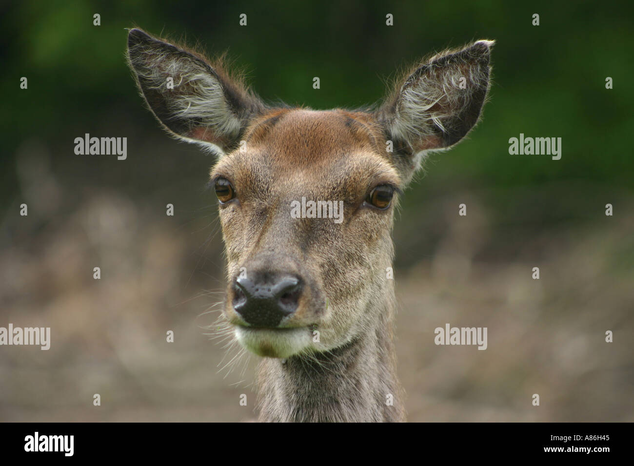 Female Red Deer from Scotland Stock Photo - Alamy