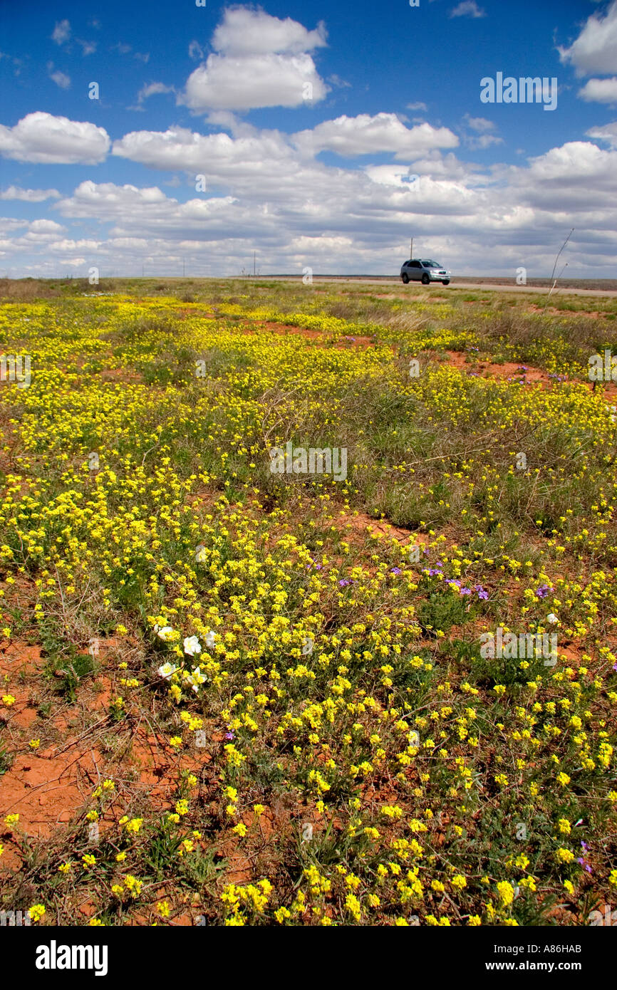 Yellow bladderpod wild flowers along US highway 285 near Artesia New ...